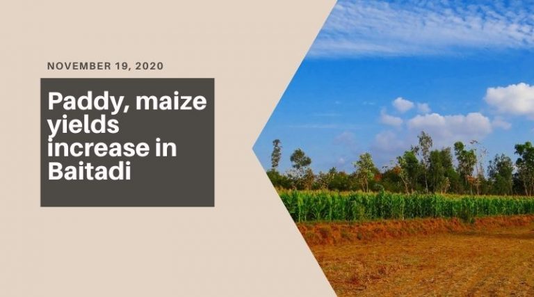 Paddy, maize yields increase in Baitadi – CEO Tab